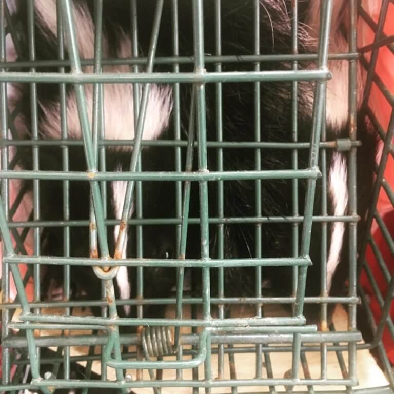 Skunks - NOCO Pest & Wildlife Control
