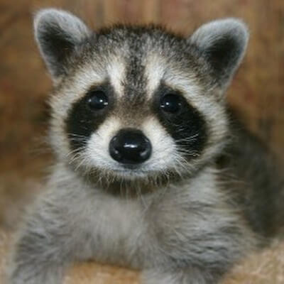 Baby Animal Season Has Arrived in Colorado - NOCO Pest & Wildlife Control